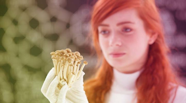 How to Take Shrooms - Dosing Magic Mushrooms - Weed Delivery Vancouver