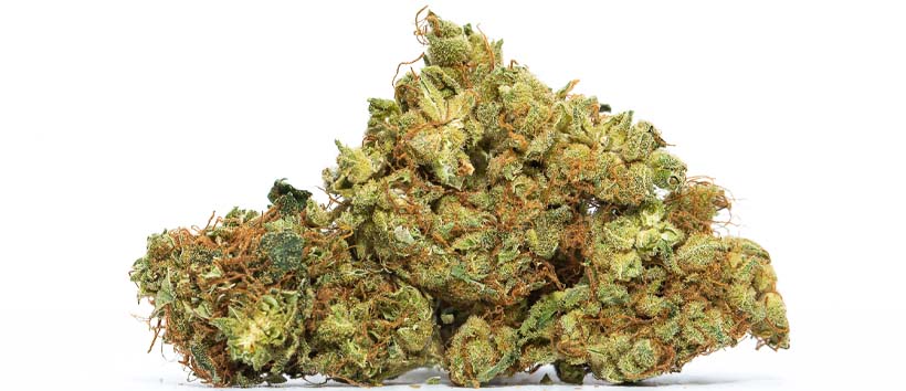 Top 10 Kush Weed Strains - Weed Delivery Vancouver