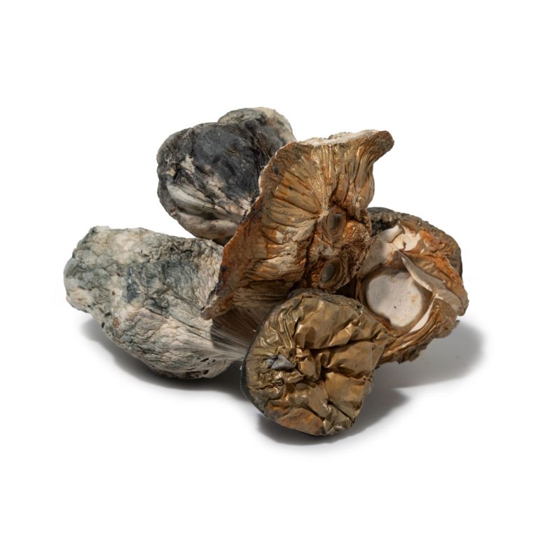 Buy 14 GRAM OF SHROOMS - Weed Delivery Vancouver