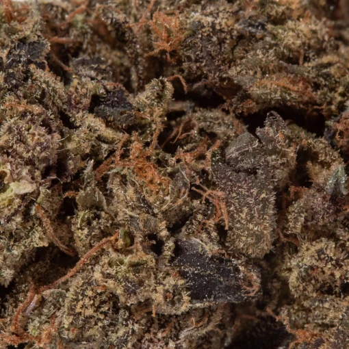 Buy Pink Diesel (AAA+) - Weed Delivery Vancouver
